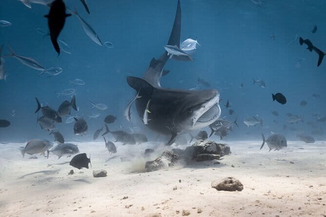 Tiger Shark Diving in Fuvahmulah:8 Days, 7 Nights 15 dives offer - Who Should Consider This Tour?