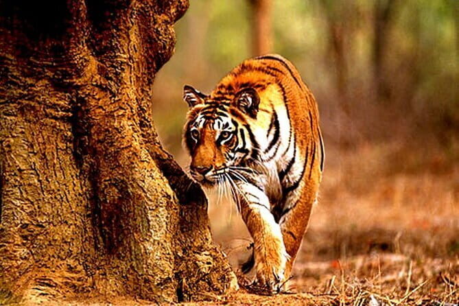 Tiger, Temple & Taj - The Sum Up