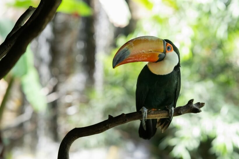 Tijuca Forest Tour - The Sum Up: Is the Tijuca Forest Tour Worth It?