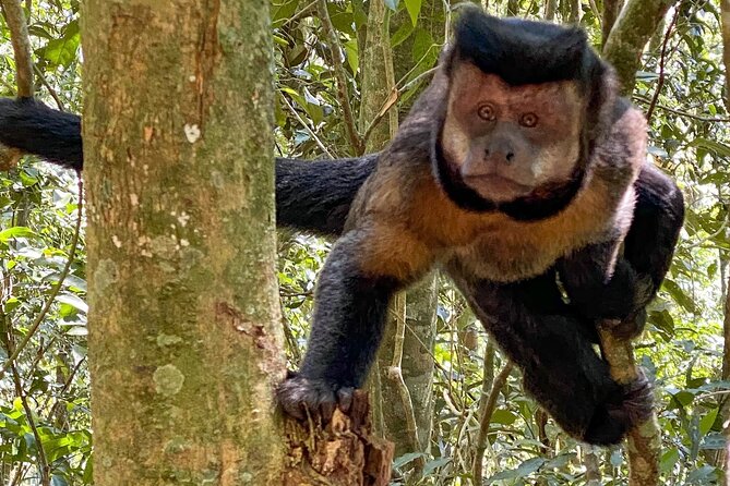 Tijuca Forest: Tour With Waterfalls and Caves - Highlights of the Tour Experience