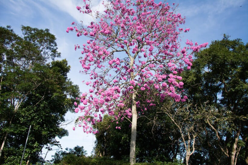 Tijuca National Park with a Photographer - The Photography Experience