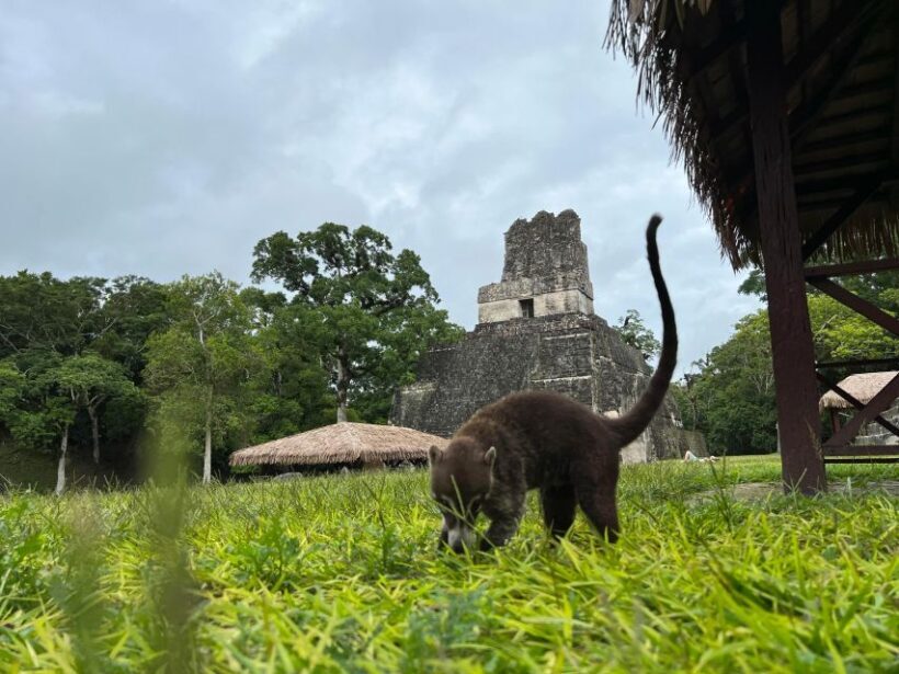 Tikal Sunrise, Archeological focus and Wildlife Spotting - Who Would Love This Tour?