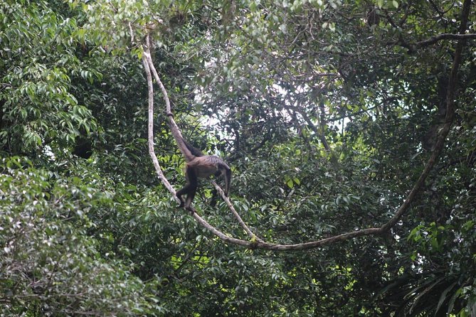 Tikal Tour From Flores, Airport and Tikal Hotels in Guatemala - Flexible Departure Times and Group Size