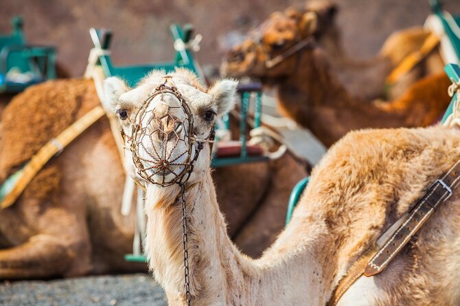 Timanfaya Park & Camel Ride (Extra Cost) - Short South Tour - Customer Feedback and Ratings