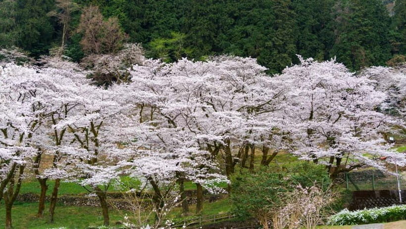 Timeless Takayama: Private Walk Through History & Beauty - Who Will Appreciate This Tour Most?
