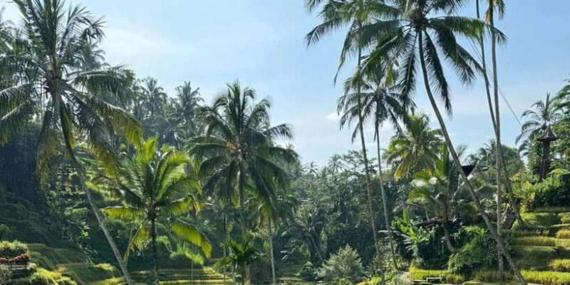 Tirta Empul: Highlights Tour with Cleansing & Rice Terrace - Key Points