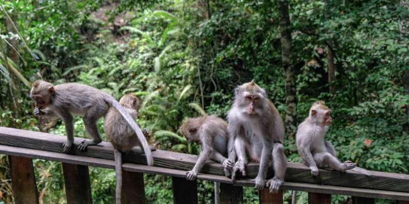 Tlaga singha Ubud infinity Pool+Monkey Forest + Water fall - Who Should Book This Tour?