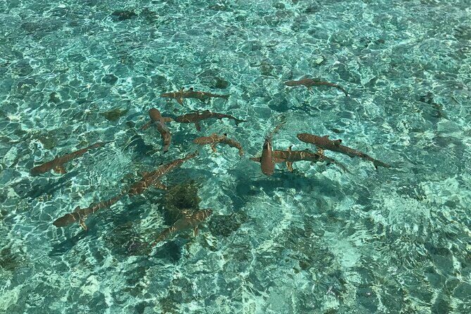 Toa Boat Bora Bora Private Lagoon tour with Lunch on Entertainer Bar Boat - Final Thoughts
