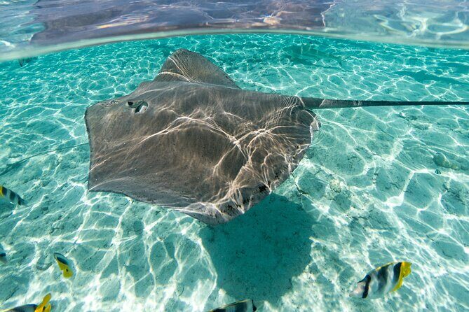 Toa Boat Bora Bora Private Lagoon tour with Lunch On Majestic Pontoon Boat - FAQ