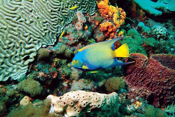 Tobago Buccoo Reef Glass Bottom Boat Cruise and Island Sightseeing Tour - The Downside? What to Keep in Mind