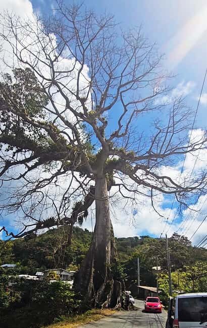 Tobago: Full Day Atlantic Coast Tour with Lunch - Final Thoughts
