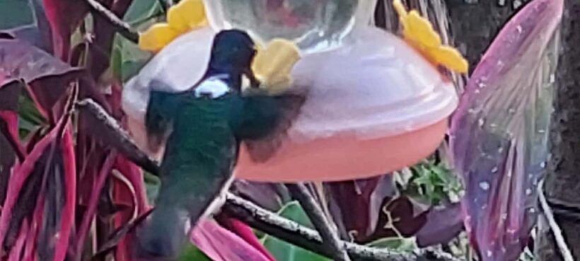 Tobago: Hummingbird Tour - Key Points