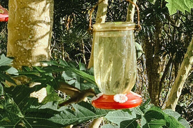 Tobago Island Tour - The Realities of the Tour: Balancing Pros and Cons