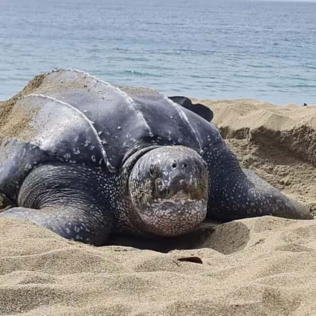 Tobago: Leatherback Turtle Nesting Tour with Pickup - Key Points