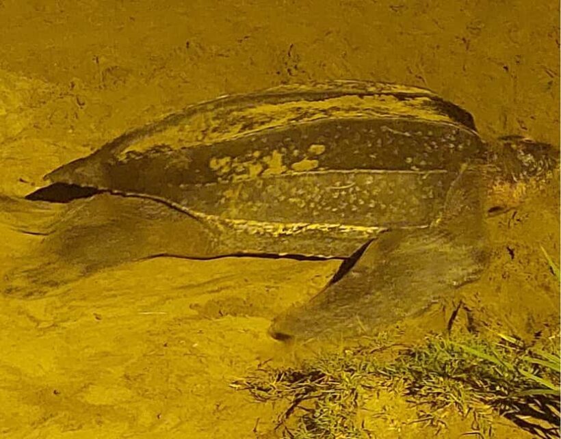 Tobago: Leatherback Turtle Nesting Tour with Pickup - An Authentic Wildlife Encounter on Tobago’s Shores