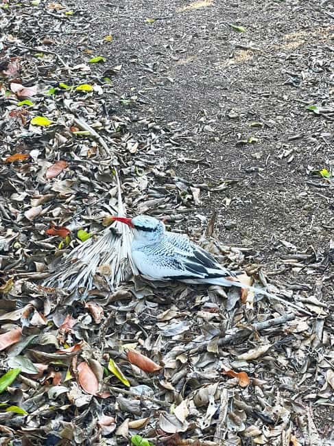 Tobago: Little Tobago Bird Sanctuary Visit and Boat Tour - Who Should Consider This Tour?