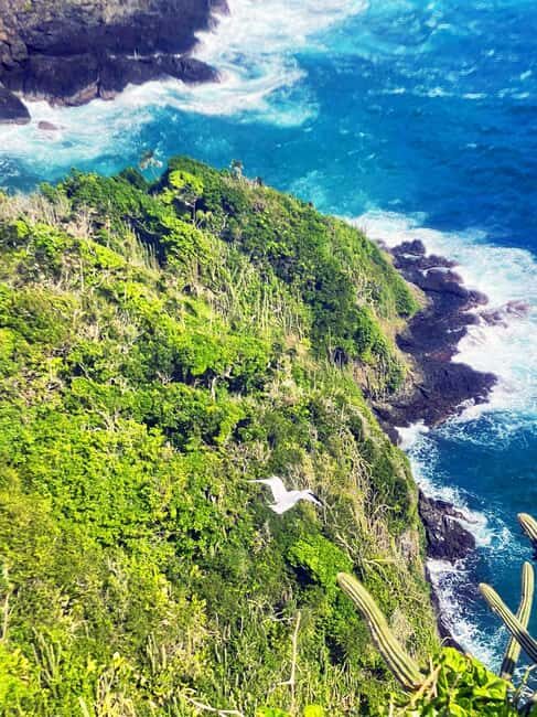 Tobago: Little Tobago Bird Sanctuary Visit and Boat Tour - FAQ