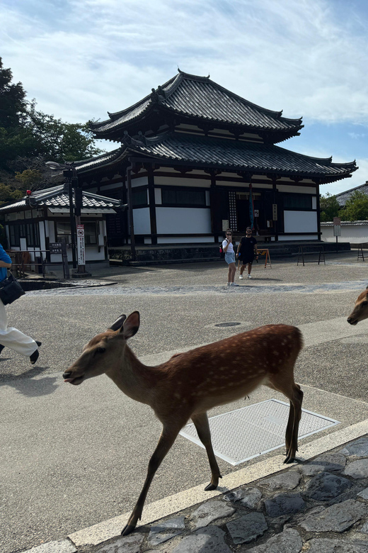 Todai-ji Temple Guided Tour - Additional Considerations