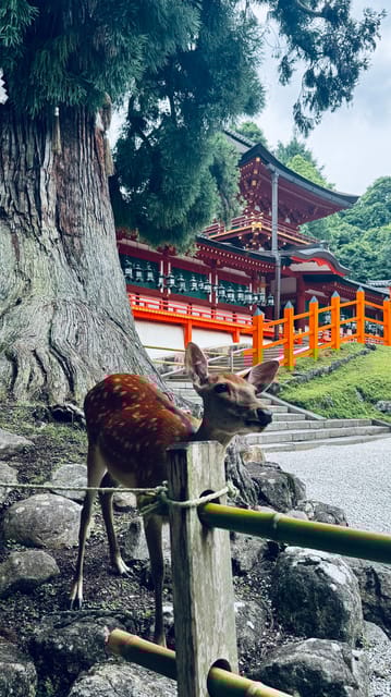 Todaiji Temple, Kasuga Shrine and Nara Park Guided Tour - Itinerary Highlights