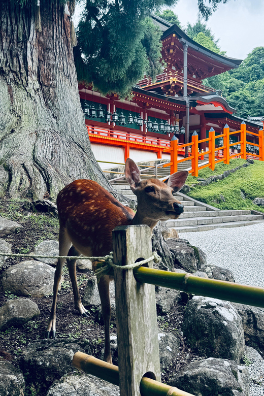 Todaiji Temple, Kasuga Shrine and Nara Park Guided Tour - Frequently Asked Questions