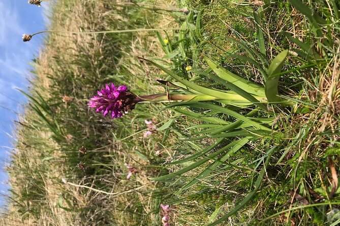 Toe Head Clifftop Hike in West Cork - Captivating Scenery and Wildlife