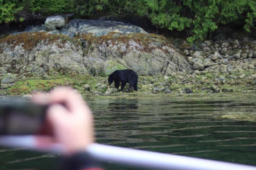 Tofino: Bear Watching Boat Tour with Nature Guide - Key Points