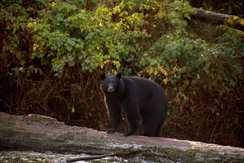 Tofino: Bear Watching Boat Tour with Nature Guide - An In-Depth Look at the Bear Watching Experience
