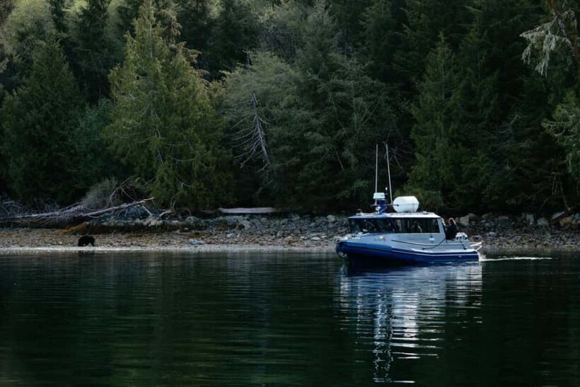Tofino: Bear Watching Boat Tour with Nature Guide - What Travelers Are Saying