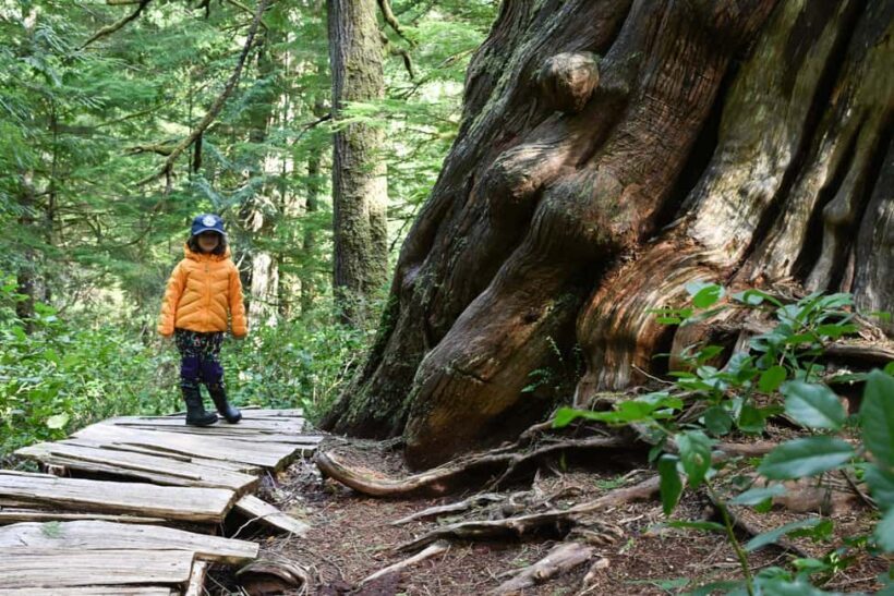 Tofino: Private Boat Tour with Big Tree Trail & Crabbing - Why This Tour Stands Out