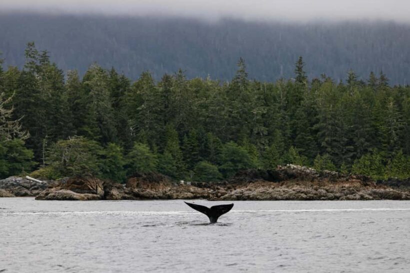 Tofino: Whale Watching Tour with Nature Guide - An In-Depth Look at the Tofino Whale Watching Experience