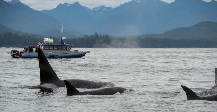 Tofino: Whale Watching Tour with Nature Guide - The Sum Up