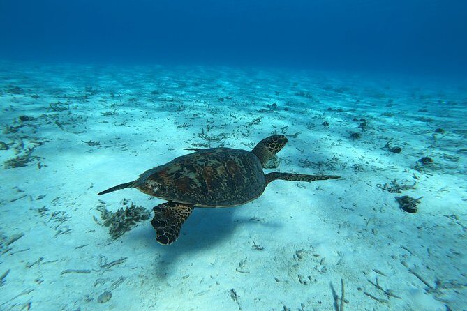 Tohora Bora Bora Snorkeling Lagoon Tours - Key Points