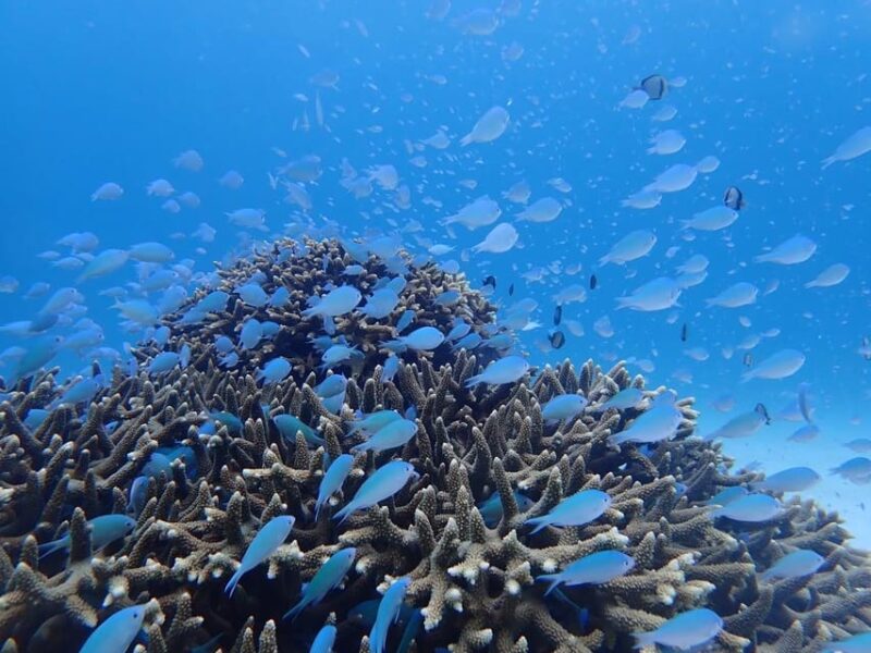 Tokashiki 1 Day 1 Beach (Or 2 Beach With Snorkeling Option) - Pricing and Booking