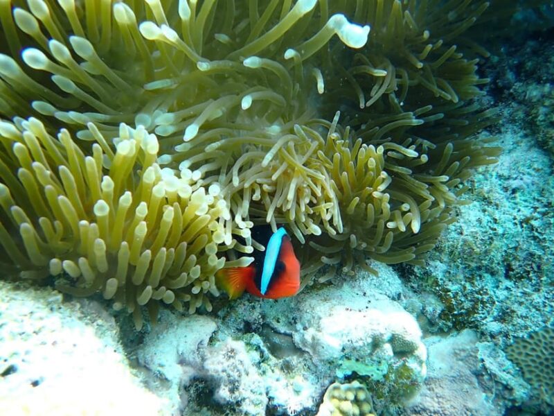 Tokashiki 1 Day 1 Beach (Or 2 Beach With Snorkeling Option) - Getting There and Accessibility