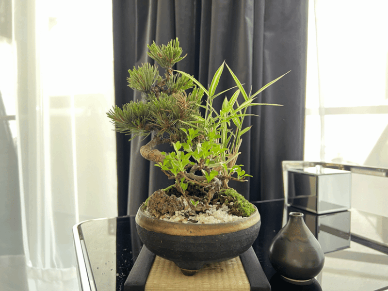 Tokyo: 100% Organic Kyoto Matcha Skincare Facial - Dry Head Spa Indulgence