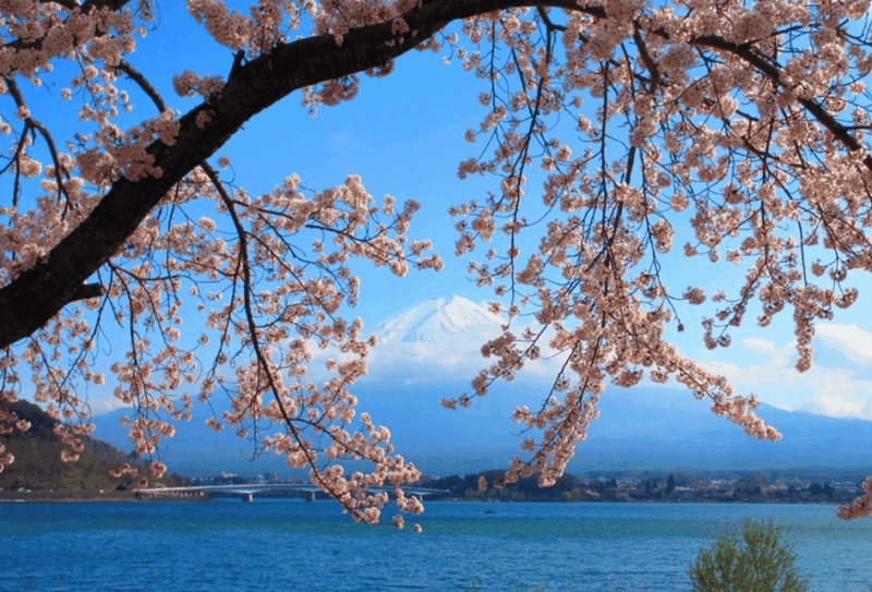 Tokyo: 2-Day Customizable Private Tour With Hotel Transfer - Transportation and Comfort