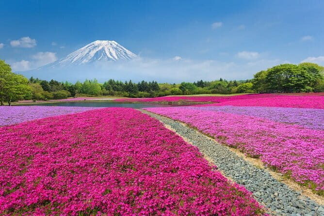 Tokyo 6hr Private Guided Tour and Gyudon Cooking Experience - FAQ