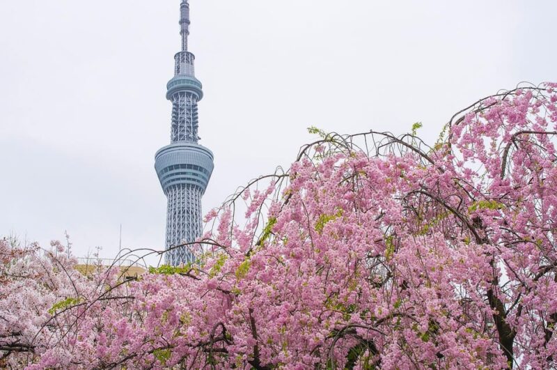 Tokyo: a Custom-Made Tour for Special Winter - Guided by Knowledgeable Locals
