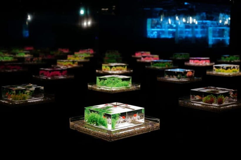 Tokyo: Art Aquarium Museum GINZA Entry Ticket - Key Points