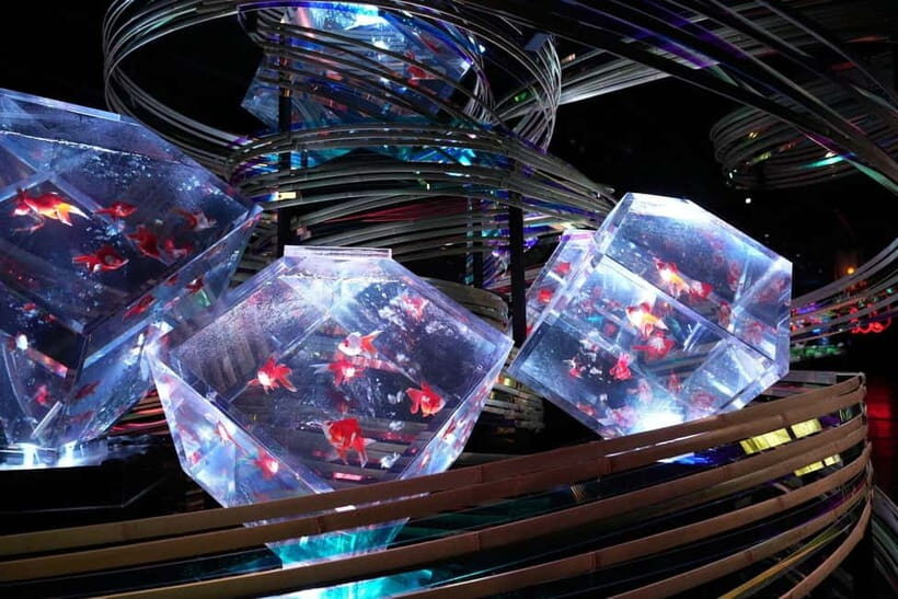 Tokyo: Art Aquarium Museum GINZA Entry Ticket - An Introduction to the Art Aquarium Museum GINZA Experience