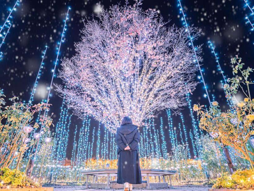 Tokyo: Ashikaga Flower Park with Entry Ticket - Authentic Moments and Genuine Feedback