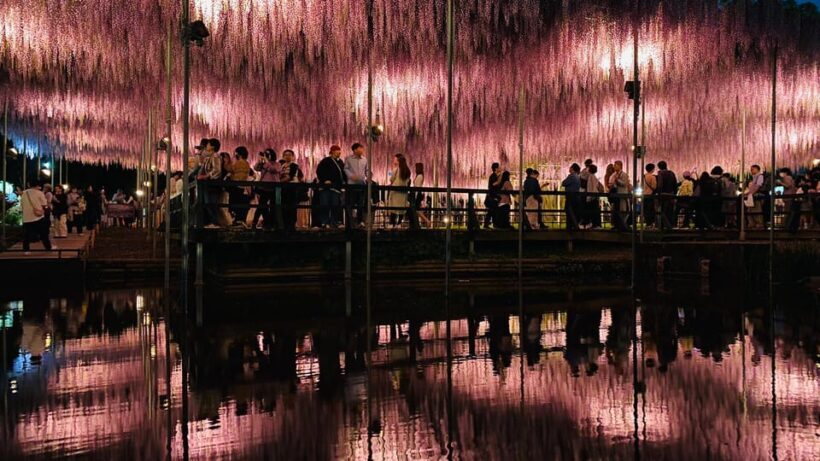 Tokyo: Ashikaga Flower Park with Entry Ticket - Is This Tour Worth the Price?