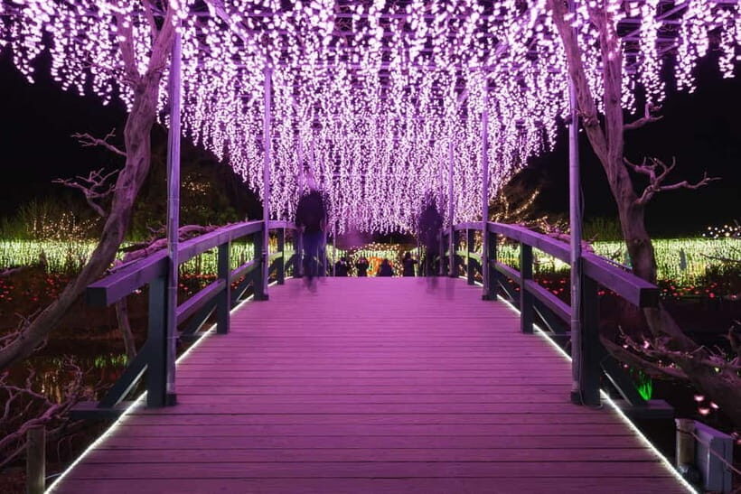 Tokyo: Ashikaga Flower Park with Entry Ticket - Who Should Consider This Tour?