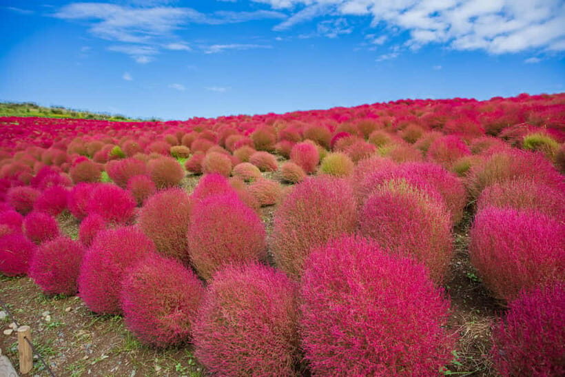 Tokyo: Autumn Hitachi Seaside Park, Fukuroda Falls & Ryujin - The Sum Up