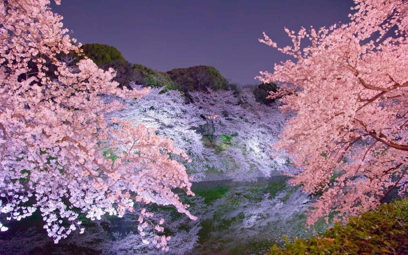 Tokyo Cherry Blossom Express Tour with Boat Ride - A Closer Look at the Tour Experience