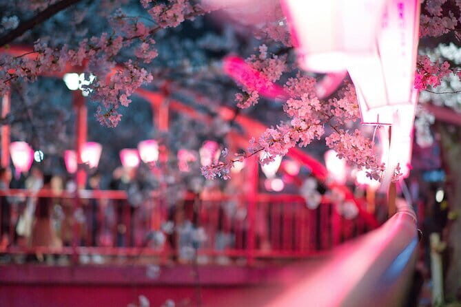Tokyo Cherry Blossom Half Day Walking Tour with a Local Guide - Key Points