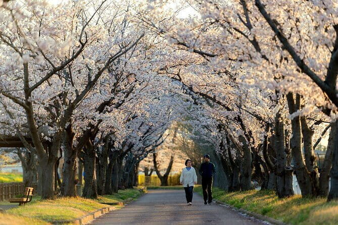 Tokyo Cherry Blossom Half Day Walking Tour with a Local Guide - In-Depth Look at the Itinerary