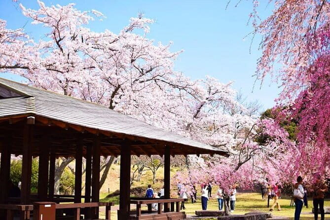 Tokyo Cherry Blossom, Hot Spring, and Strawberry Picking Tour - Practical Details and Insights