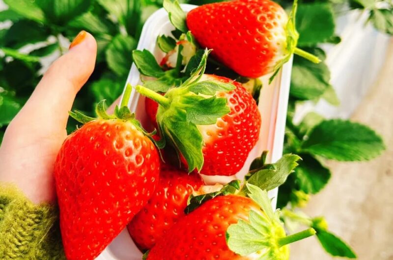 Tokyo: Cherry Blossom, Hot Spring, & Strawberry Picking Tour - Key Points