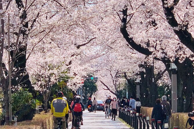Tokyo Cherry Blossoms Blooming Spots E-Bike Tour, 3hrs - Participant Requirements